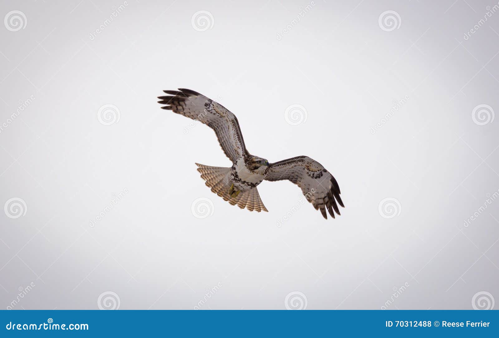 Soaring Hawk stock photo. Image of feathers, life, bird - 70312488