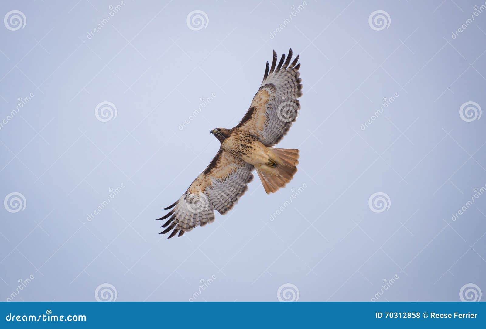 Soaring Hawk stock photo. Image of soaring, mammal, flying - 70312858