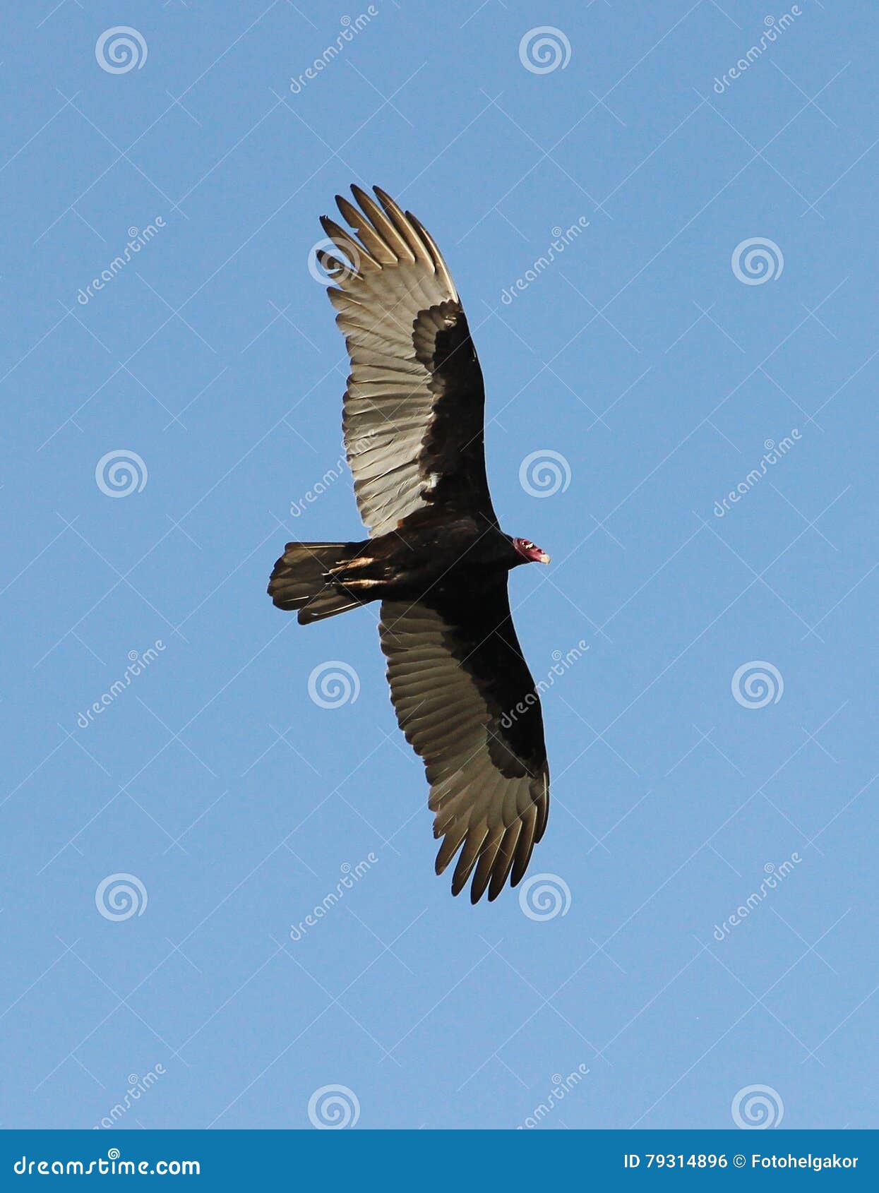 Soaring hawk stock photo. Image of beak, soar, cautious - 79314896