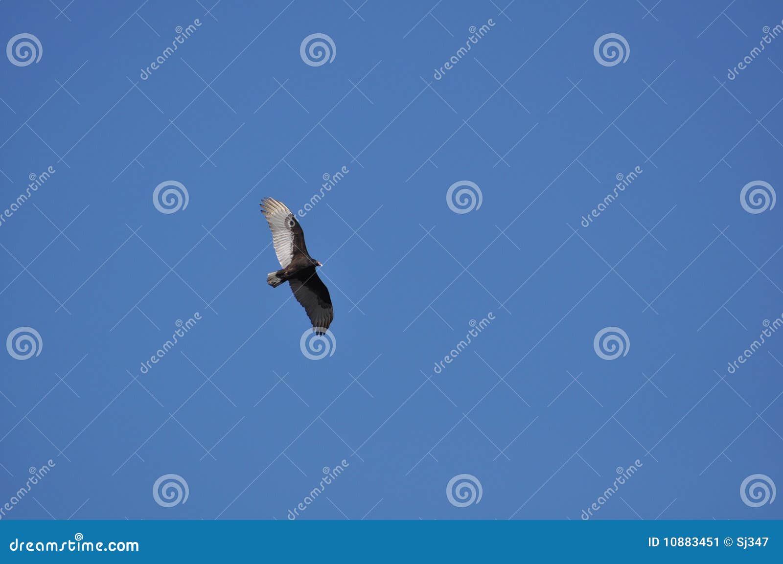 Soaring high stock image. Image of space, outdoors, turkey - 10883451