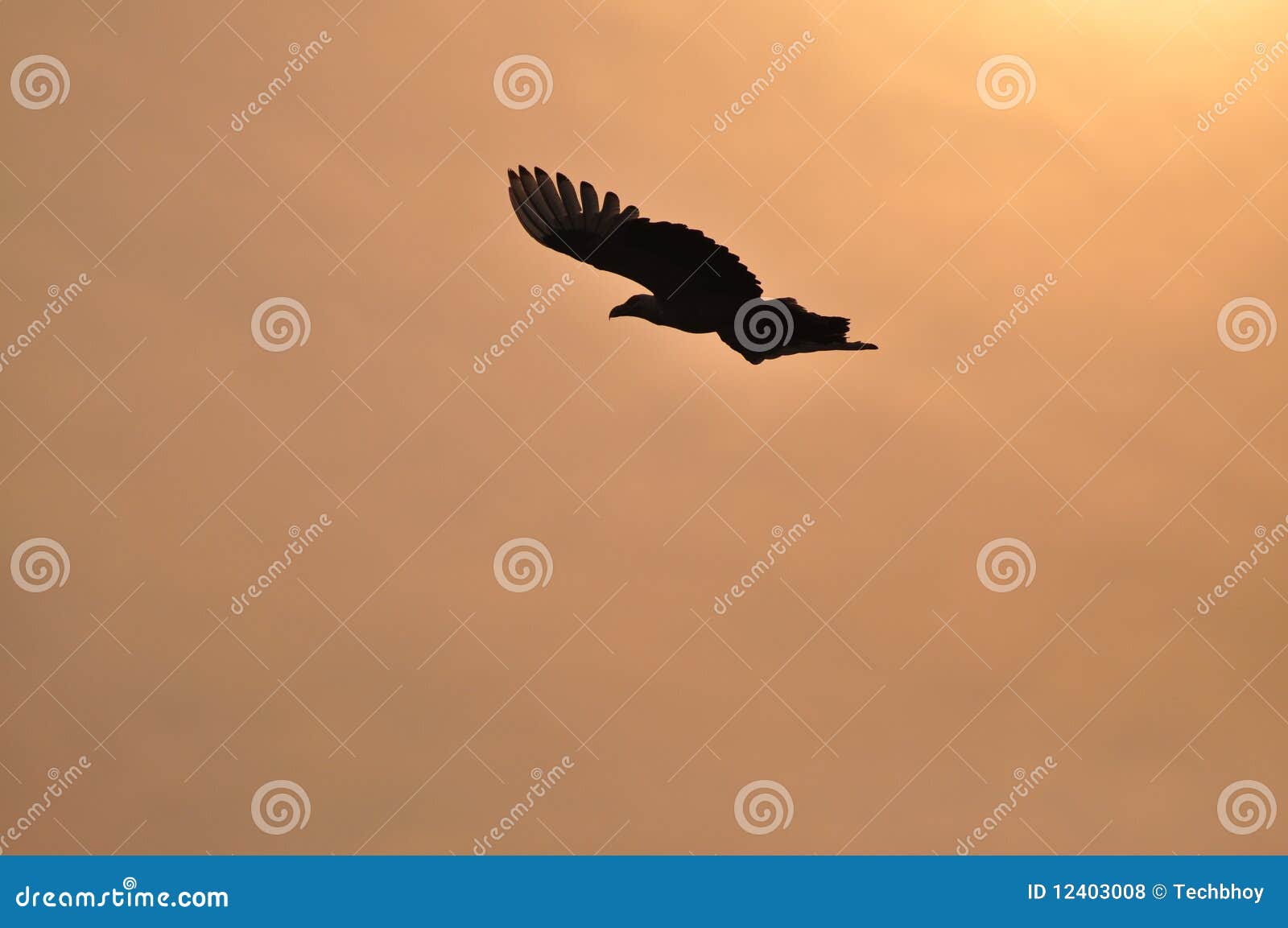 Soaring High stock photo. Image of altitude, soar, african - 12403008