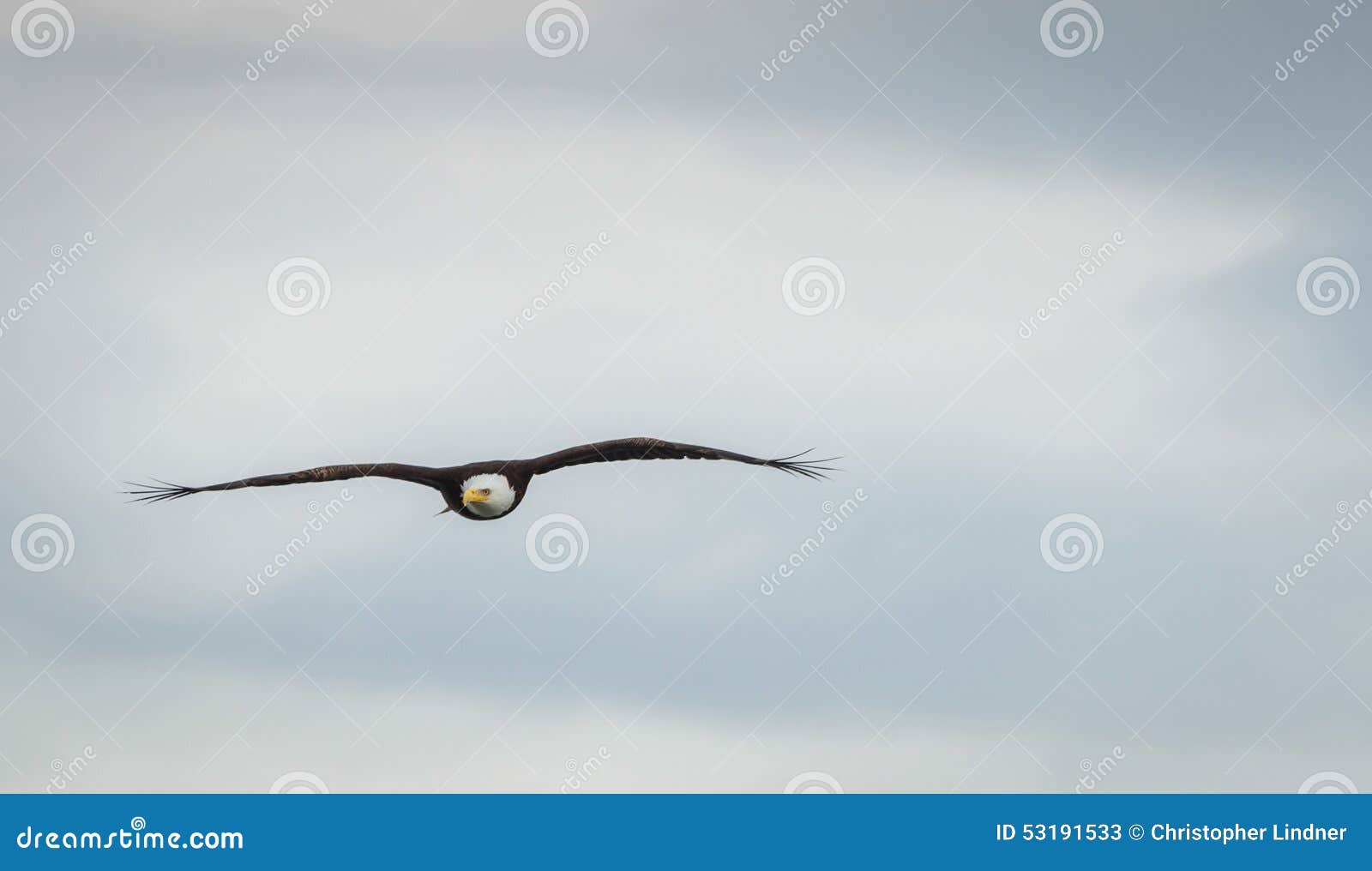 Soaring High stock image. Image of isolated, beak, hunting - 53191533
