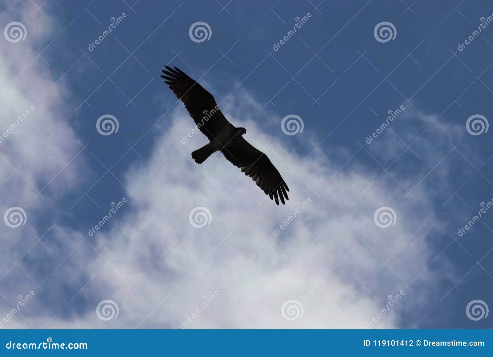 Soaring high stock photo. Image of geldings, bird, momma - 119101412