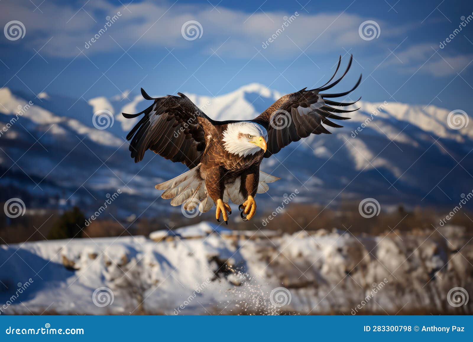 Soaring Majesty: A Red Goshawk Gliding Through Vibrant Greenery Royalty ...