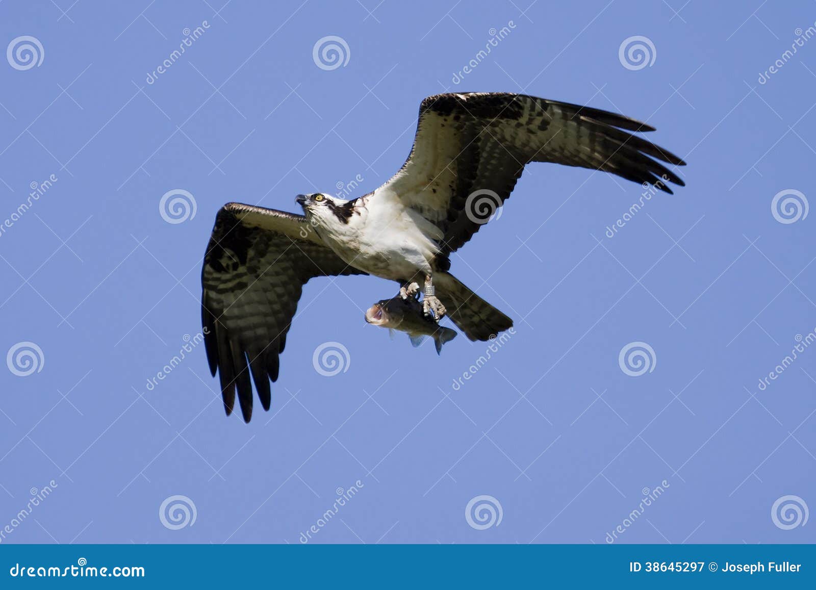 Soaring Osprey Carrying a Fish in it S Talons Stock Image - Image of ...
