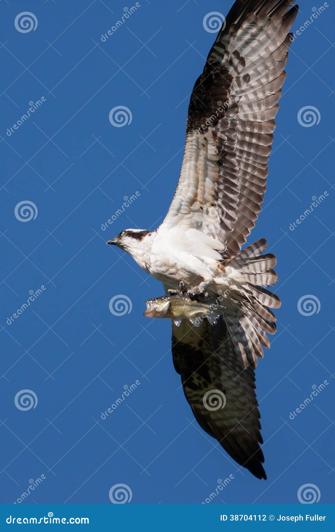 Soaring Osprey Carrying a Fish in it S Talons Stock Photo - Image of ...