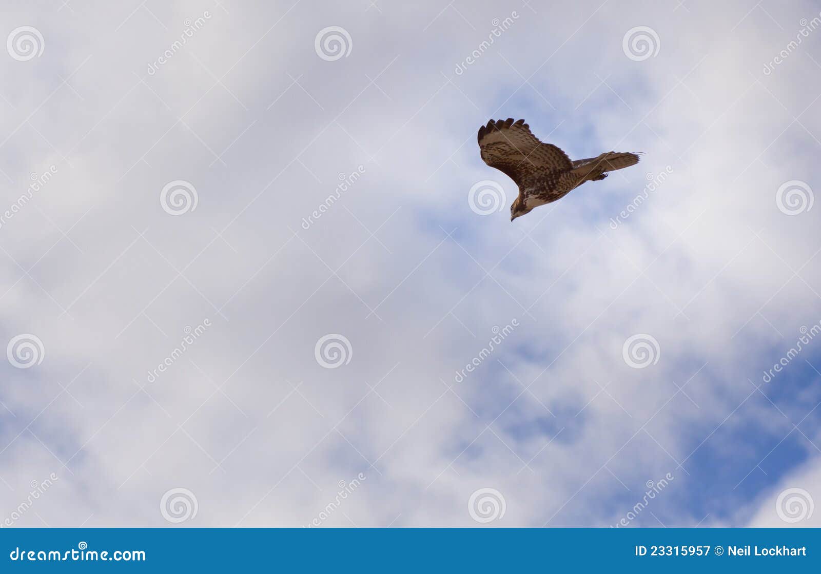 Soaring Raptor Above Rugged Mountain Peaks Stock Photography ...