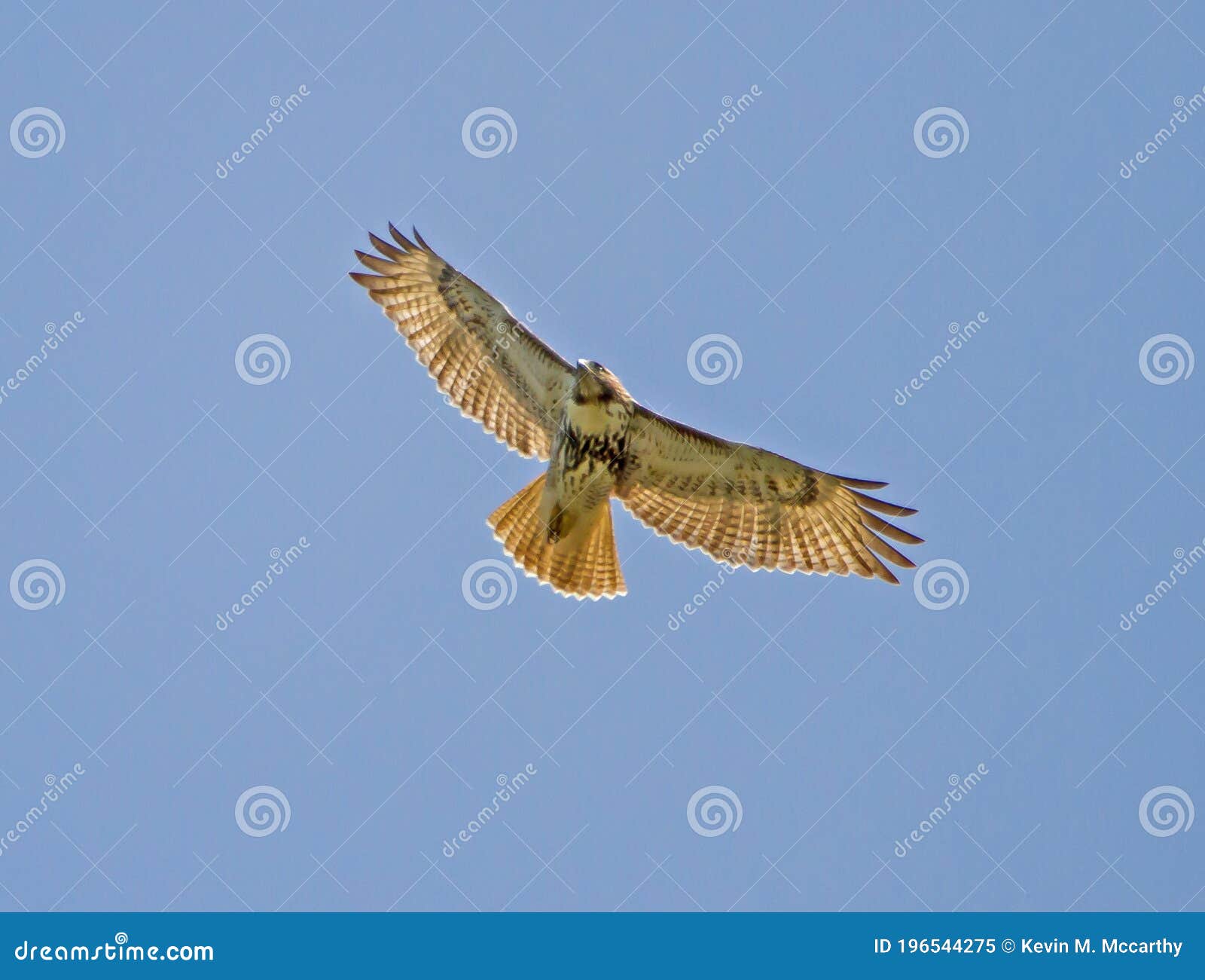 Soaring Red-Tailed Hawk in Morning Light Stock Image - Image of ...
