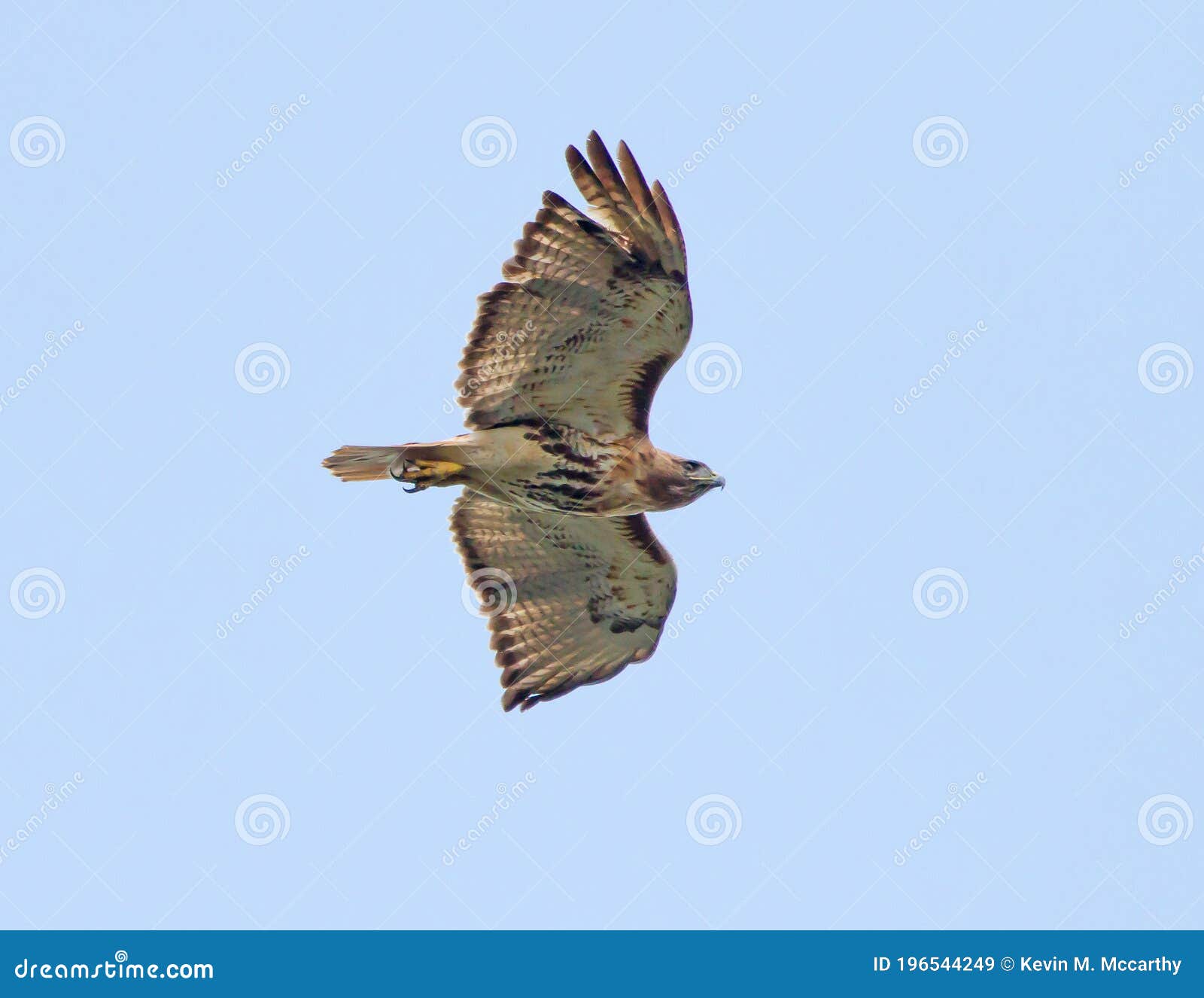 Soaring Red-Tailed Hawk in Morning Light Stock Image - Image of ...