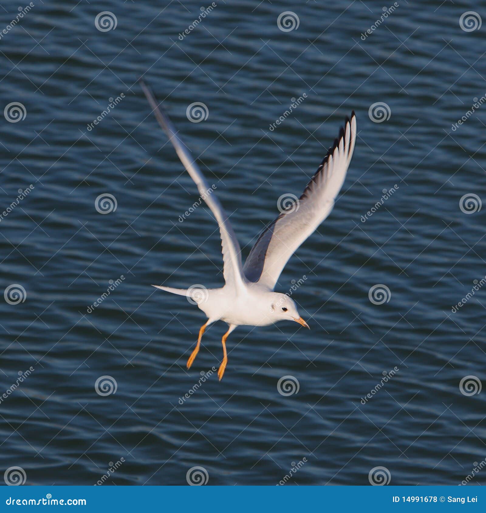 Soaring sea gull stock photo. Image of detail, wing, soaring - 14991678