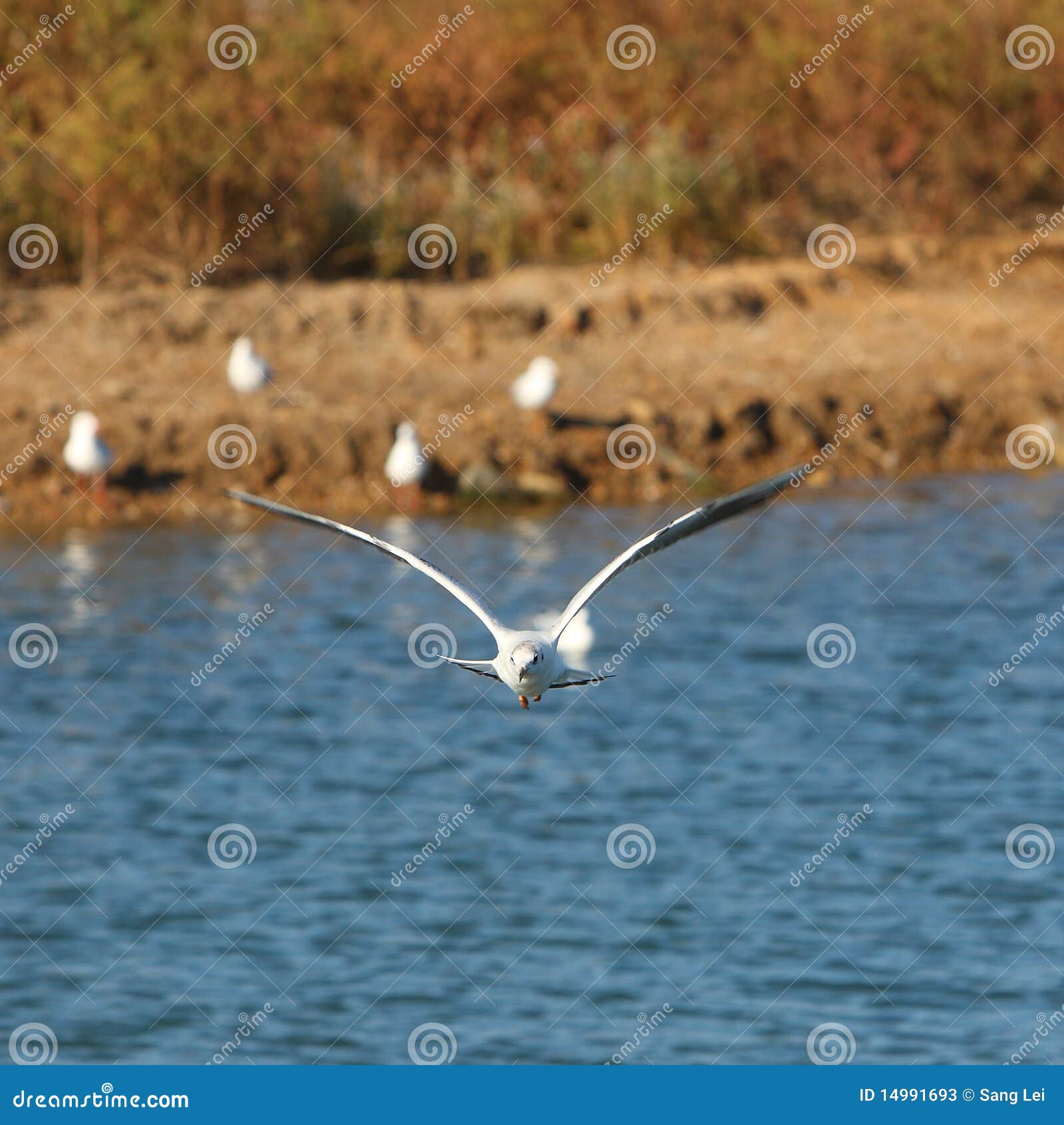 Soaring sea gull stock image. Image of detail, bird, life - 14991693