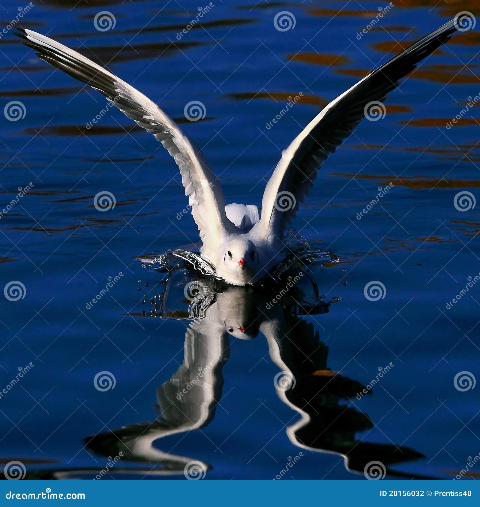 Soaring seagul stock photo. Image of copy, wildlife, flies - 20156032