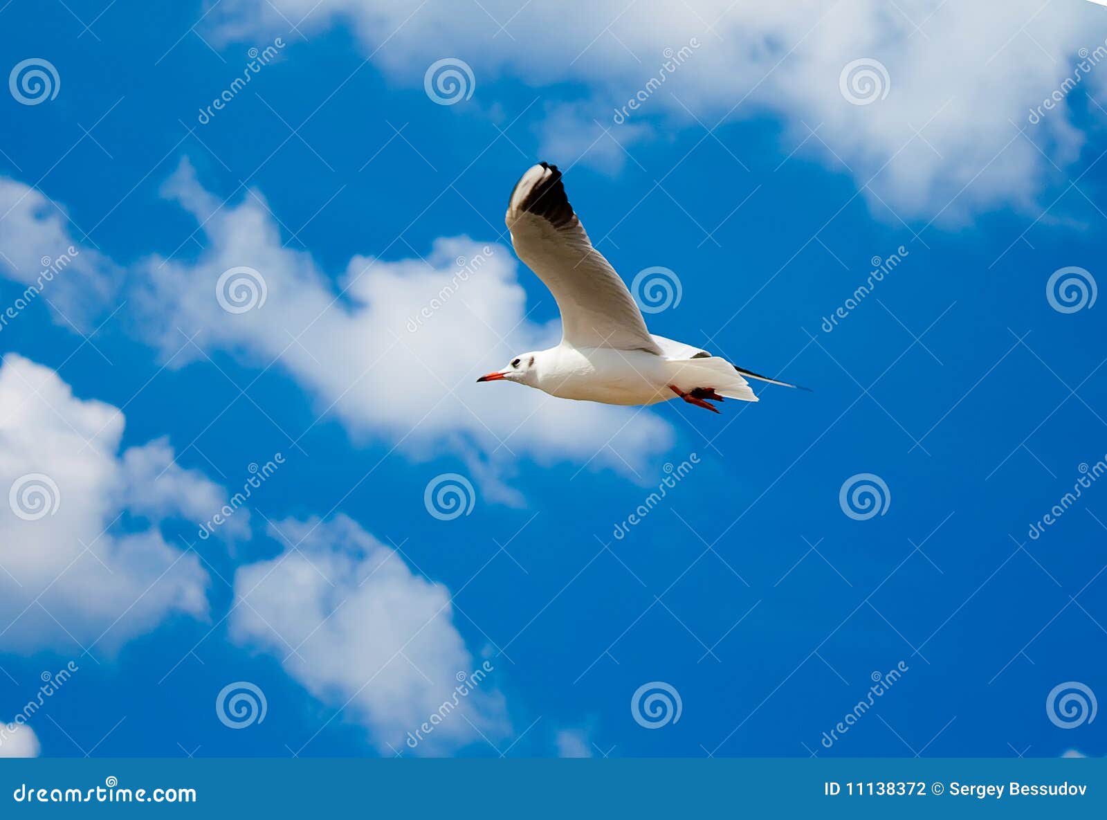 Soaring seagull stock photo. Image of nature, freedom - 11138372