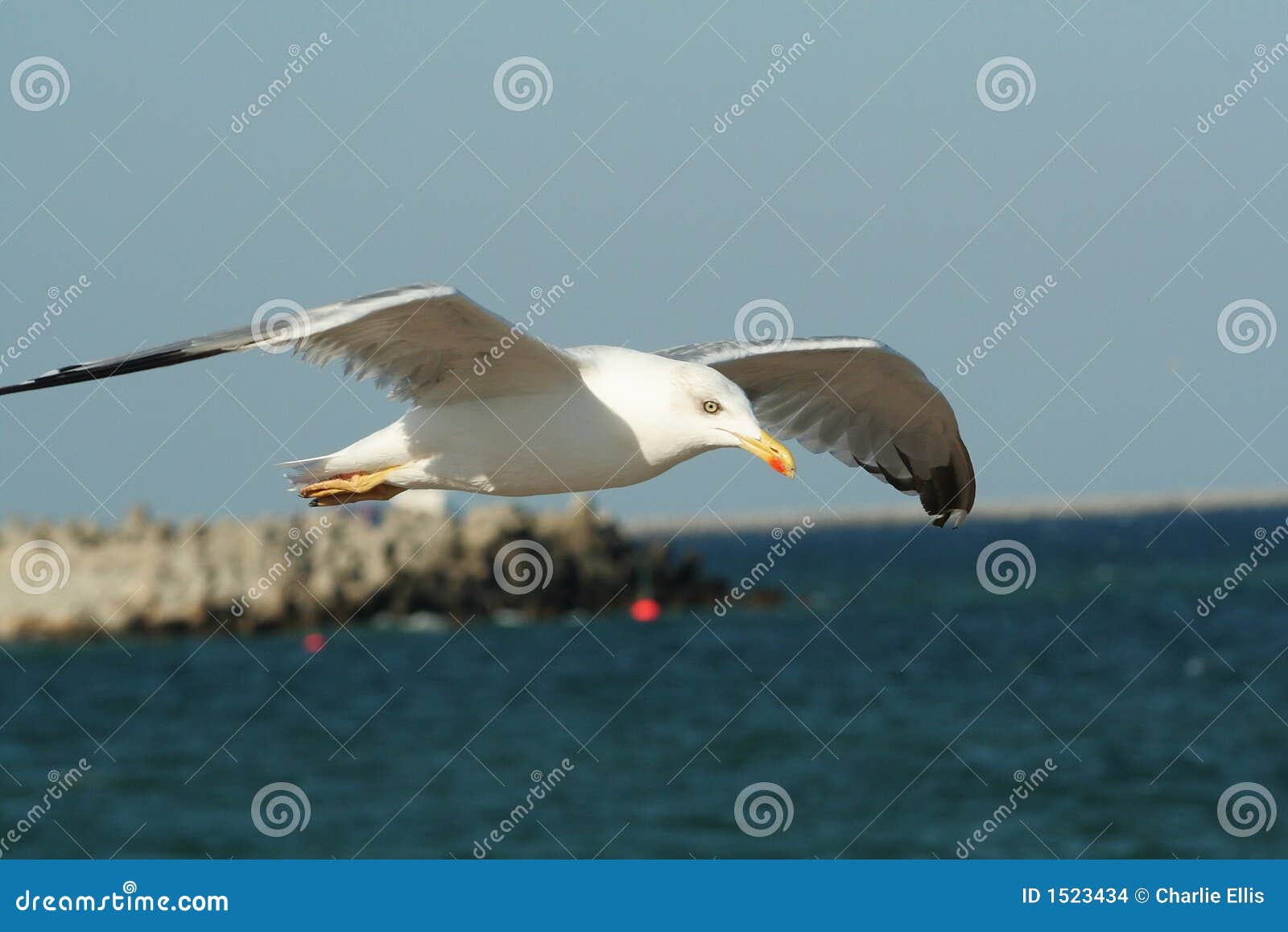 Soaring Seagull stock photo. Image of flying, europe, seagull - 1523434