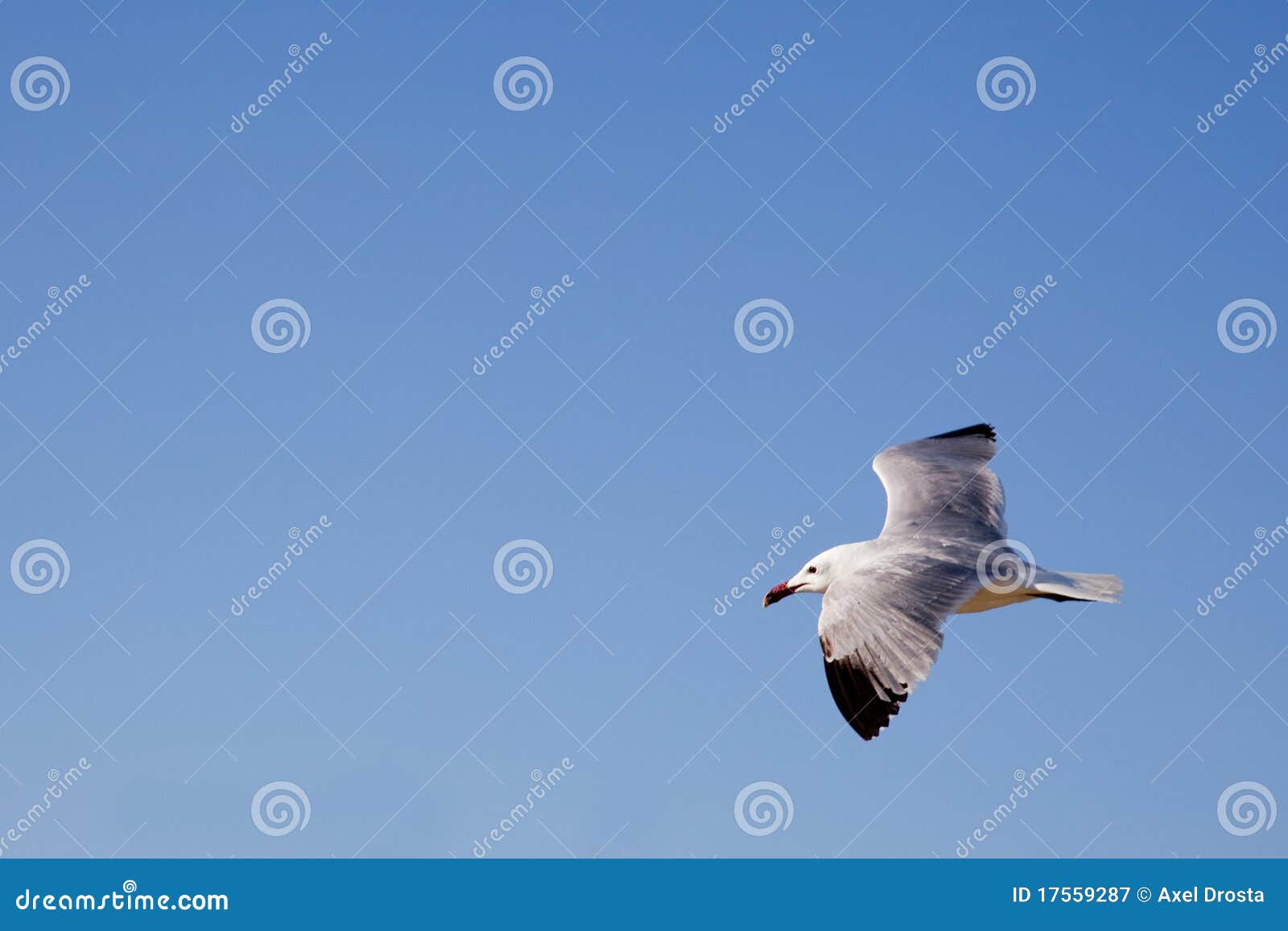 Soaring Seagull stock image. Image of animal, gull, white - 17559287