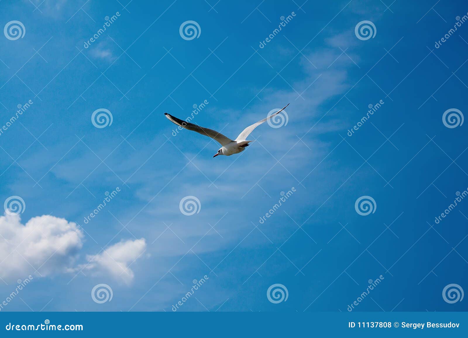 Soaring Seagull Against the Dark Blue Sky Stock Photo - Image of ...