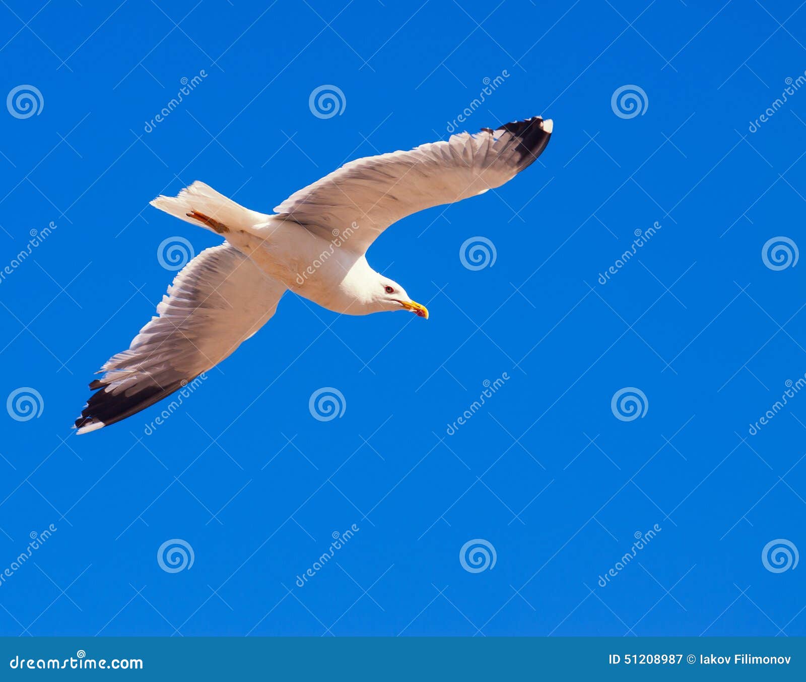 Soaring seagull stock image. Image of blue, larus, gull - 51208987