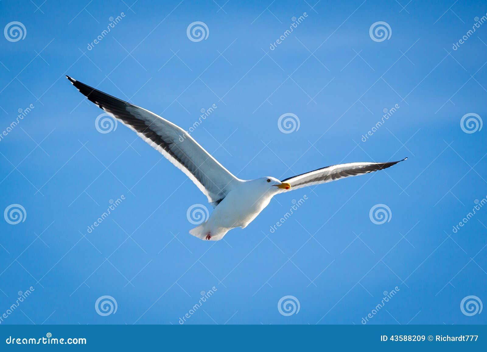 Soaring seagull stock image. Image of bird, wings, soaring - 43588209