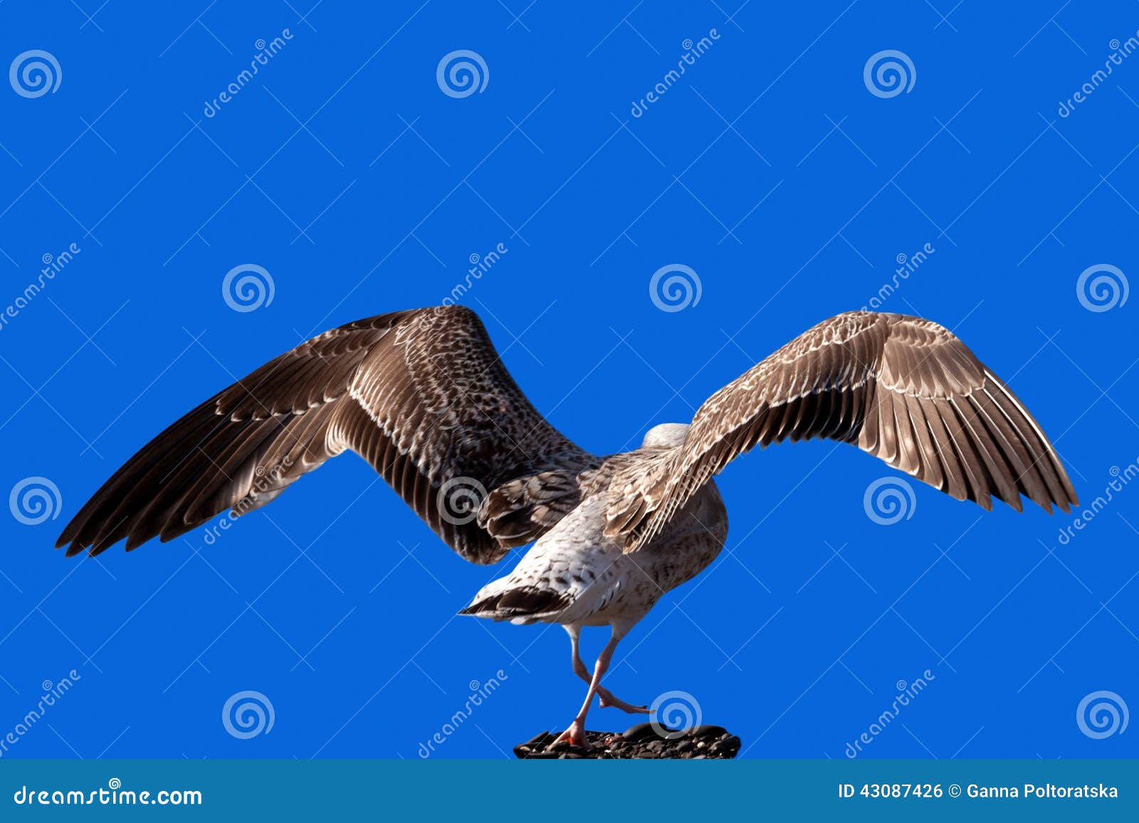 Soaring seagull stock photo. Image of flight, isolated - 43087426