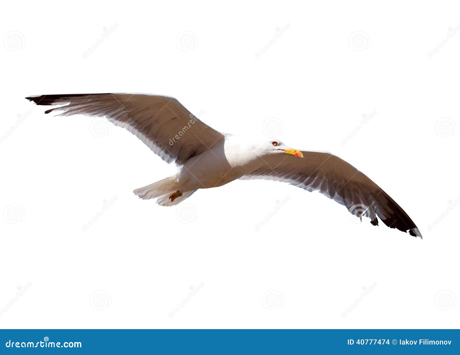 Soaring seagull. Isolated stock photo. Image of miaow - 40777474