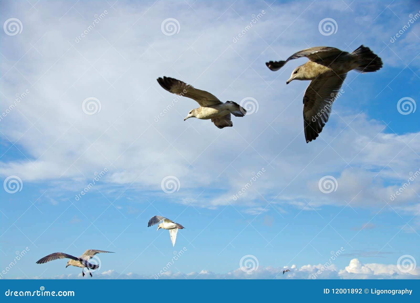 Soaring Seagulls stock photo. Image of group, gliding - 12001892