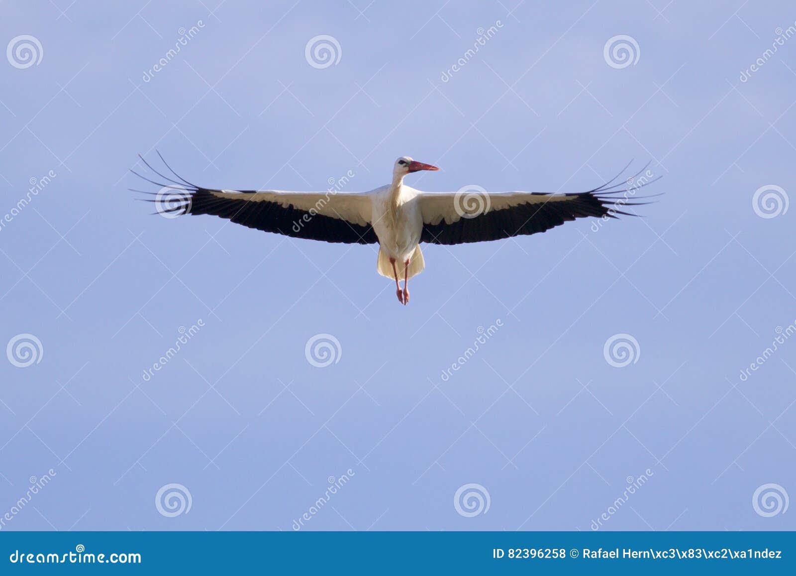 Soaring stork stock photo. Image of extended, wings, flying - 82396258