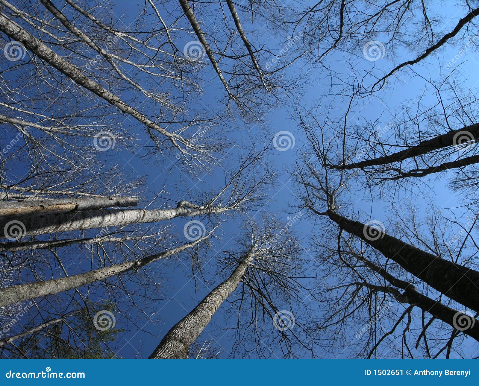 Soaring Trees stock image. Image of branches, branch, forest - 1502651