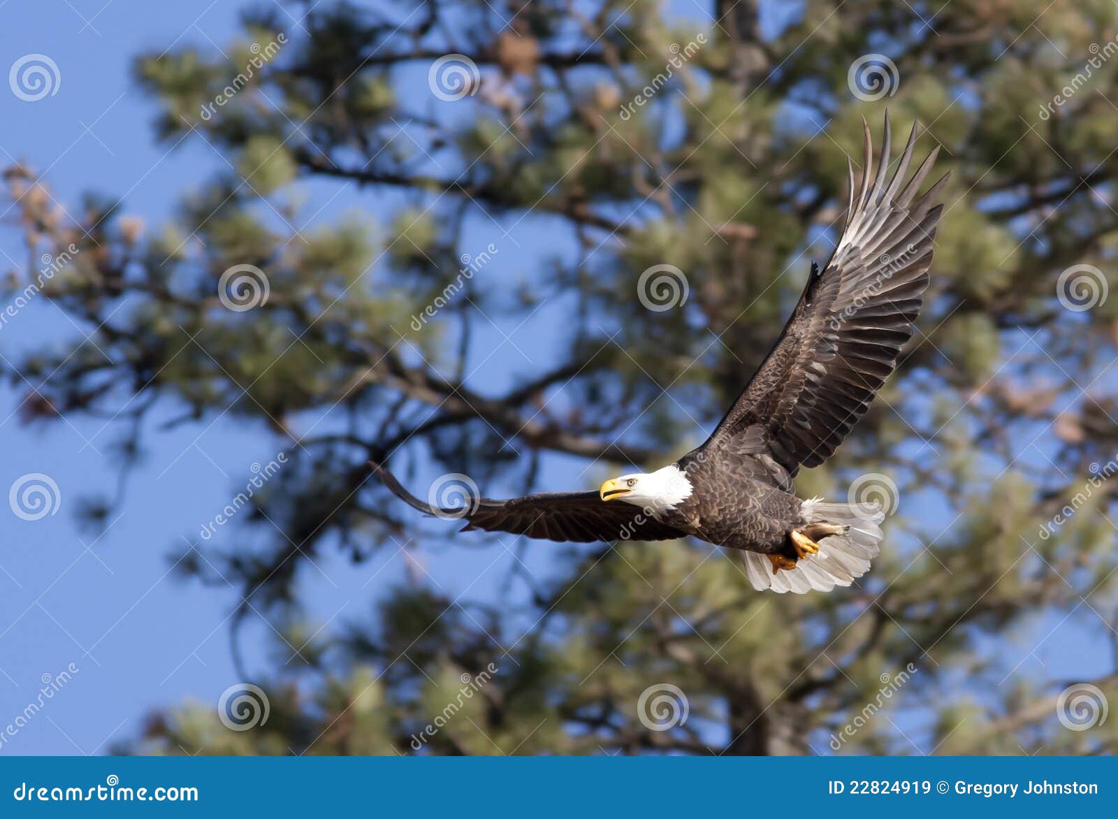 Soaring by the trees. stock image. Image of haliaeetus - 22824919