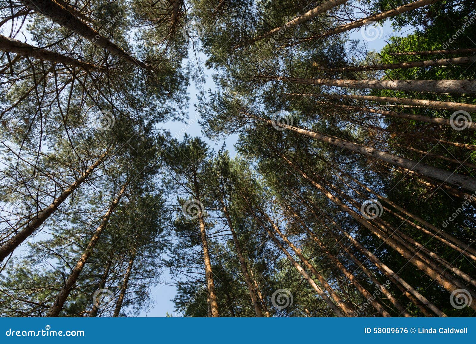 Soaring trees stock photo. Image of elmali, trees, majestic - 58009676