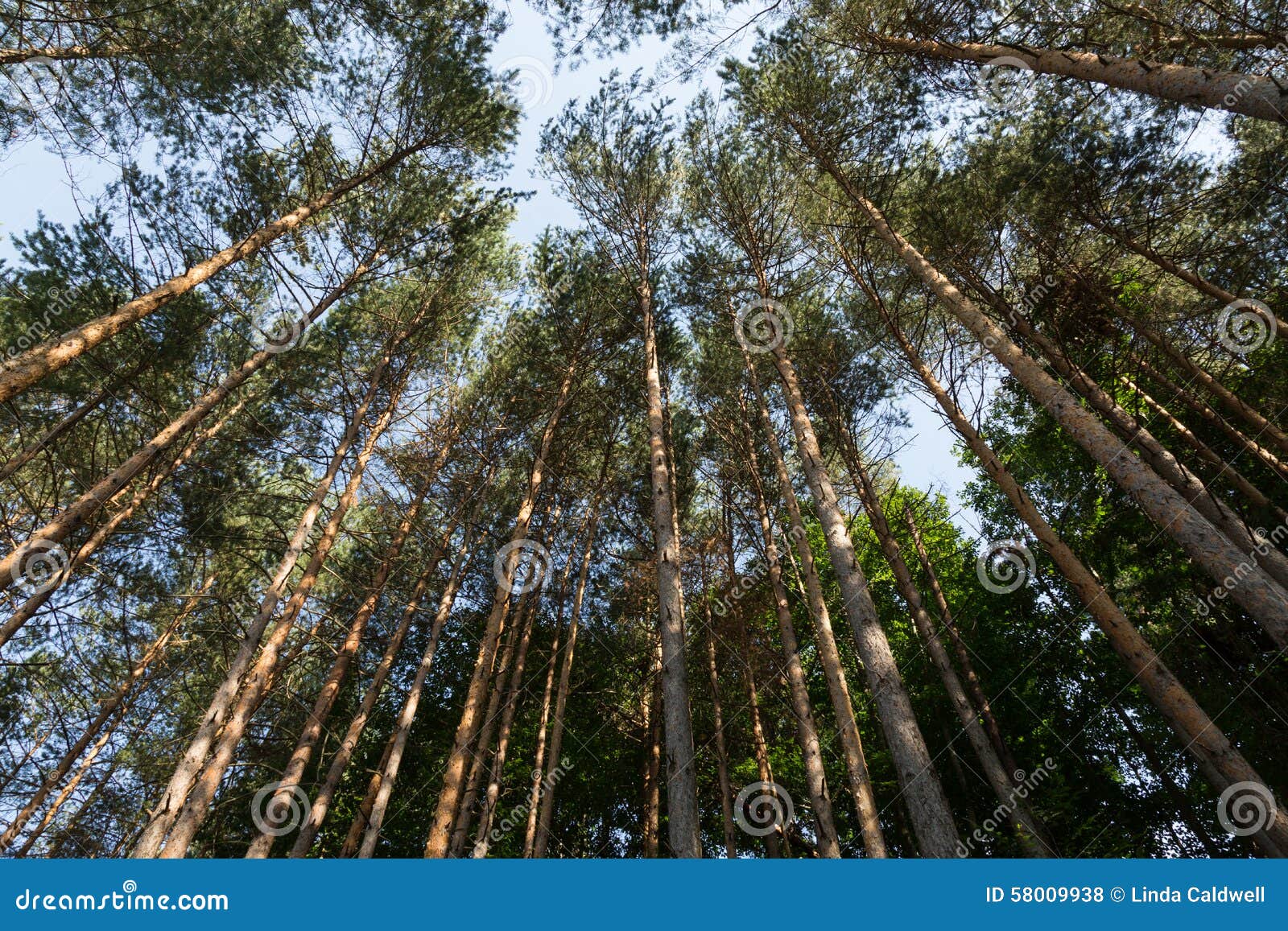 Soaring trees stock photo. Image of turkey, light, village - 58009938