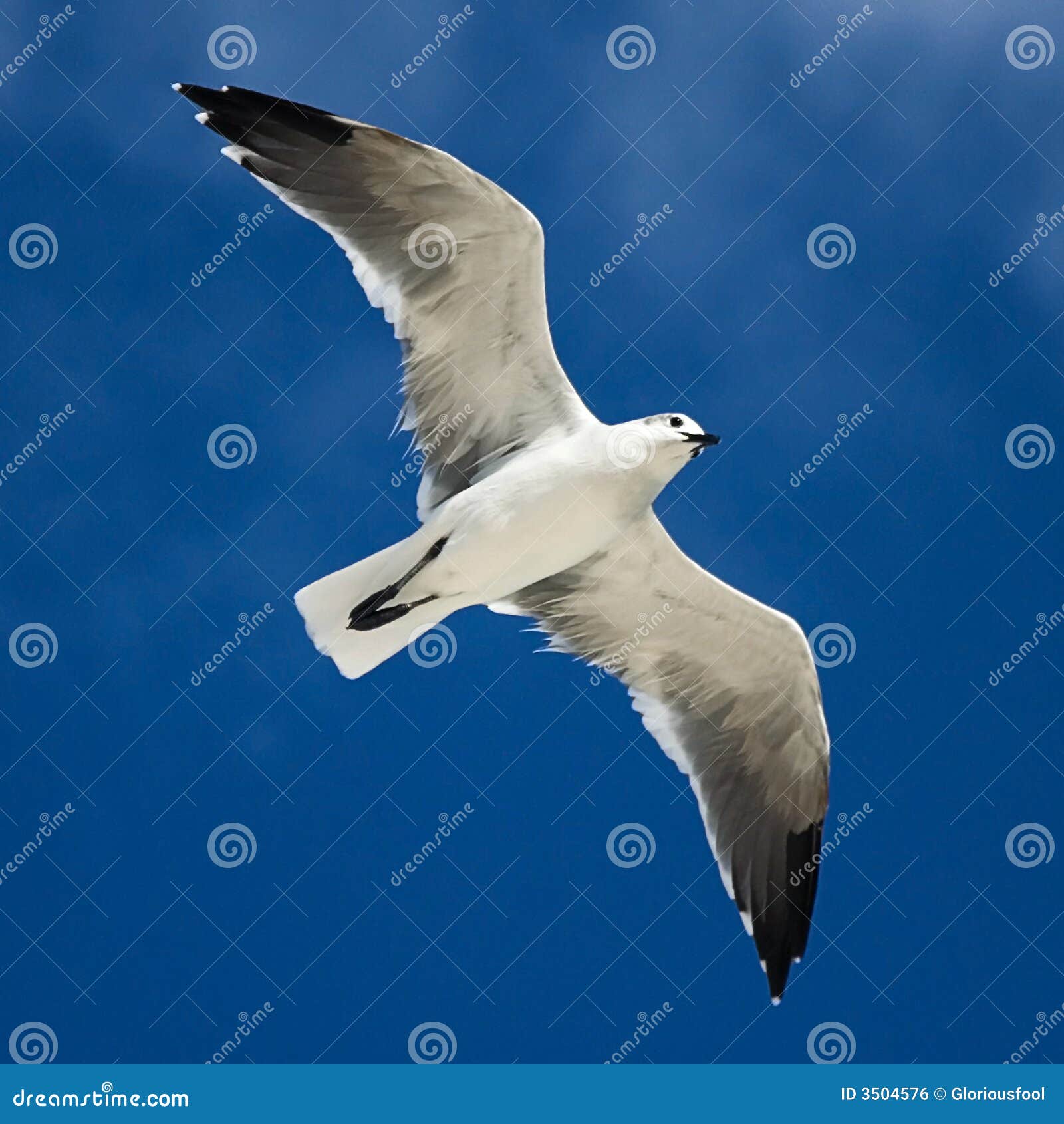 SoaringSeagull stock photo. Image of plumage, gull, seagull - 3504576