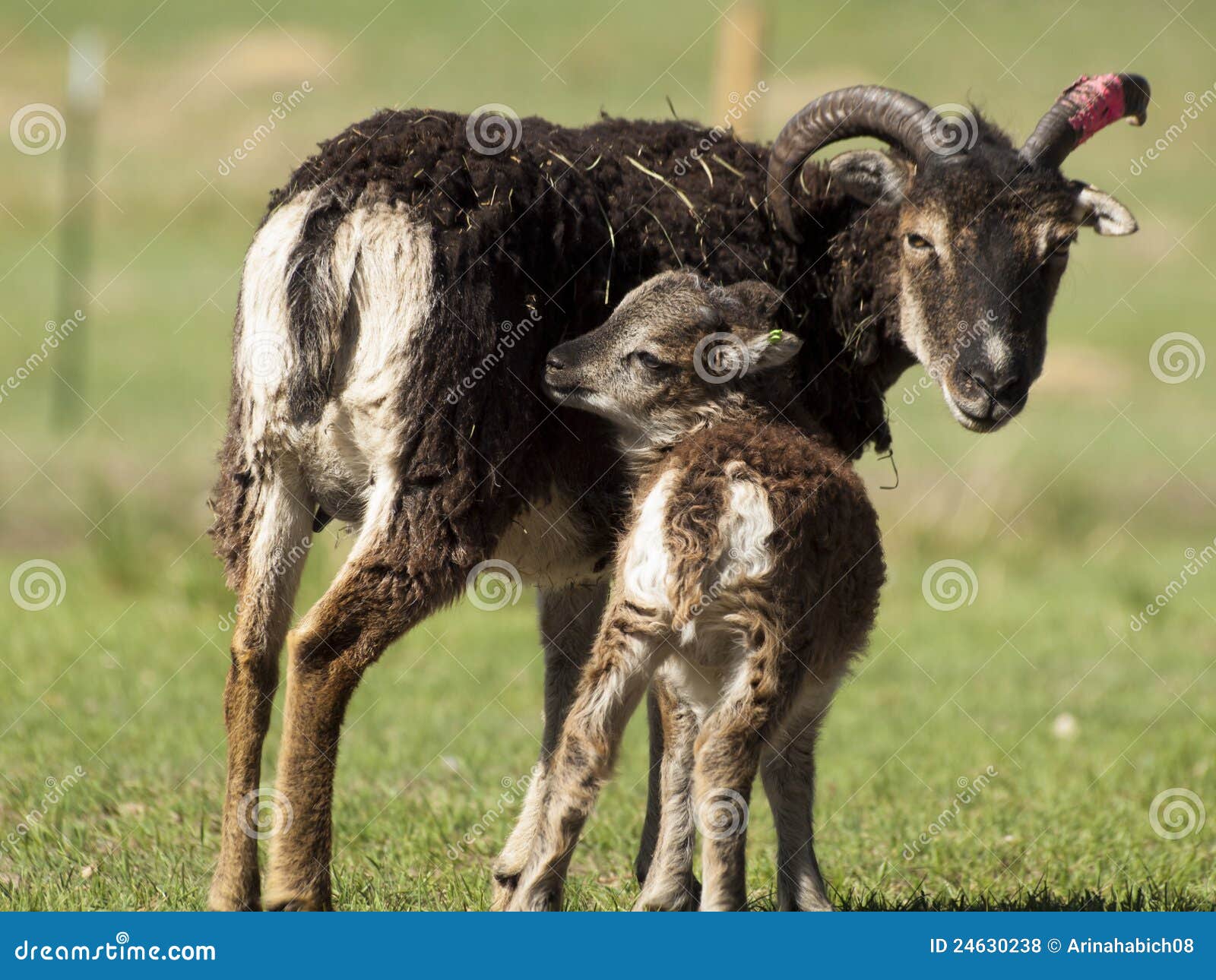 Soay Schafe stockfoto. Bild von tier, grün, szene, wild - 24630238