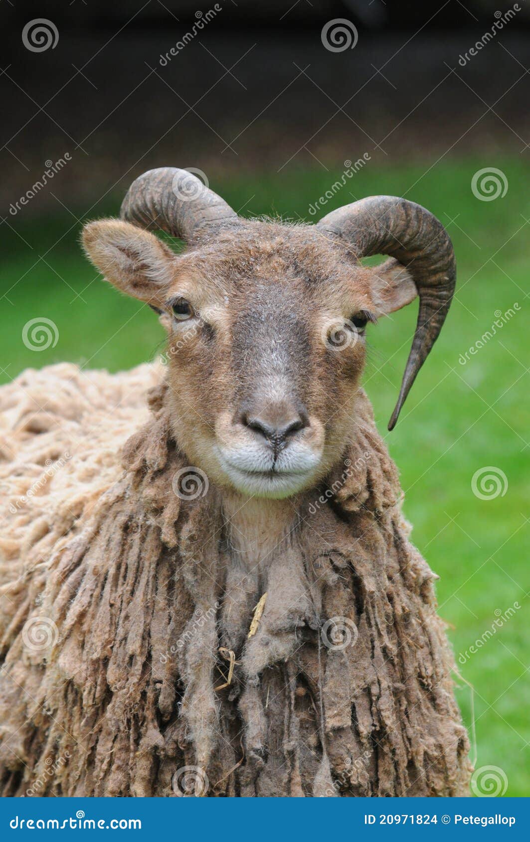 Soay Sheep stock photo. Image of breed, horn, livestock - 20971824