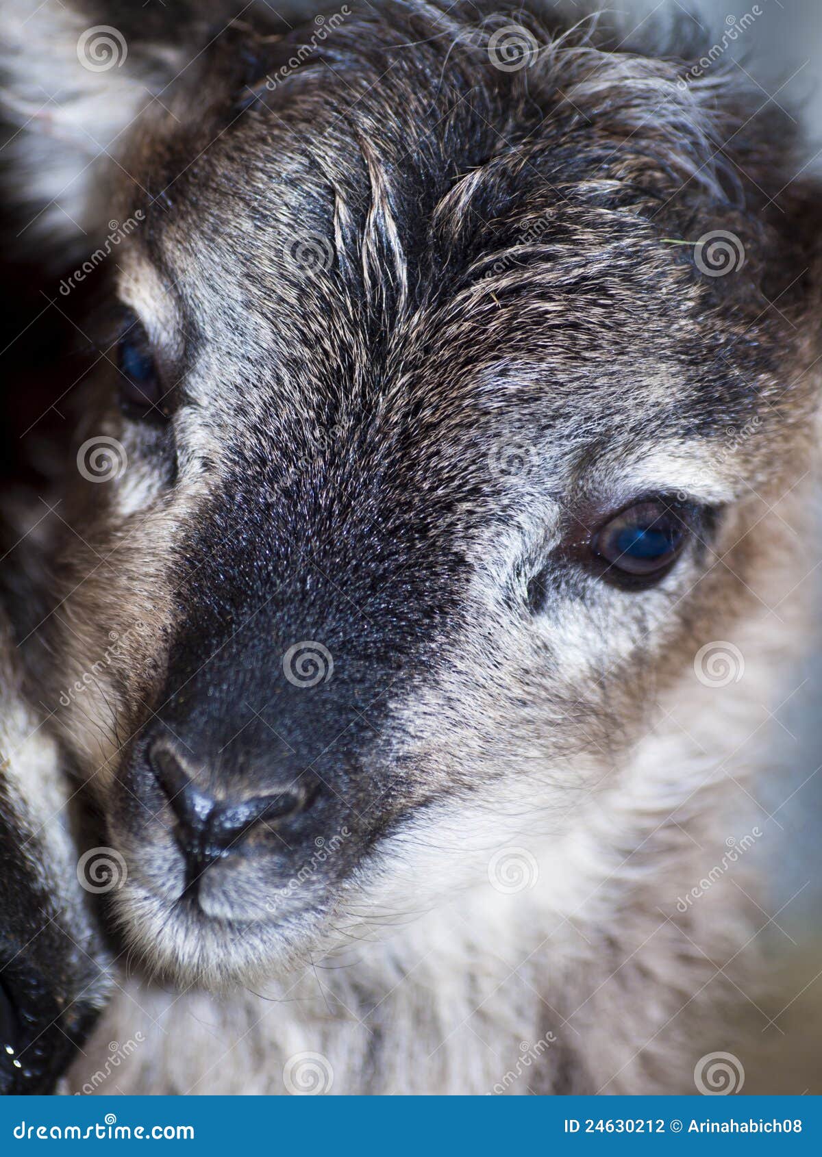 Soay Sheep stock photo. Image of animals, british, fiber - 24630212