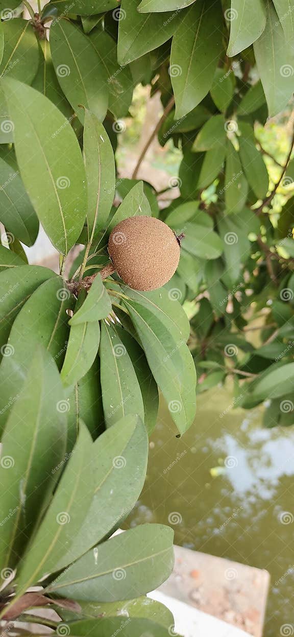 Sobeda fruit tree stock photo. Image of plant, tree - 170078724