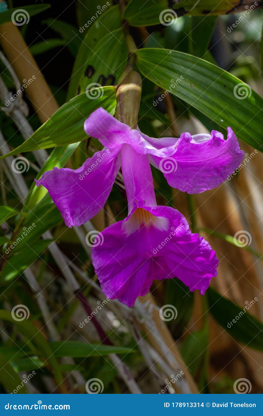 Sobralia orchid stock photo. Image of orchid, paphiopedilum - 178913314