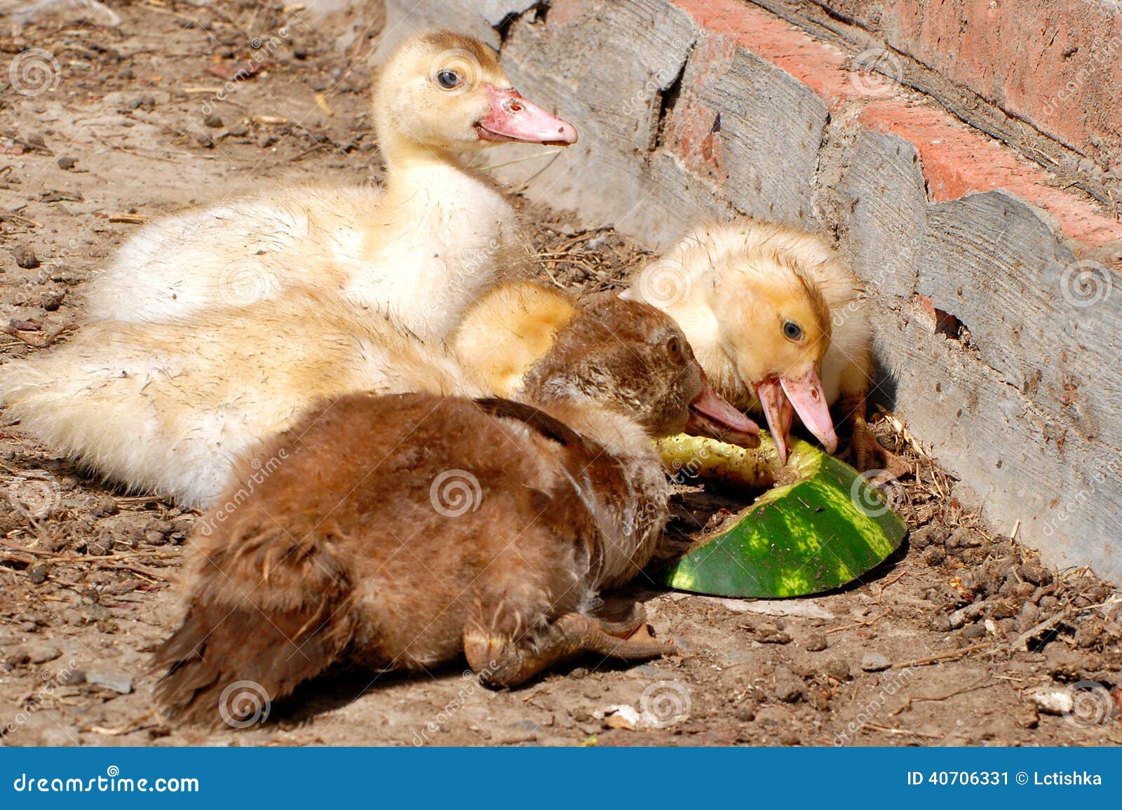 Sobre Como Um Pato Que Come a Melancia Imagem de Stock - Imagem de pato ...