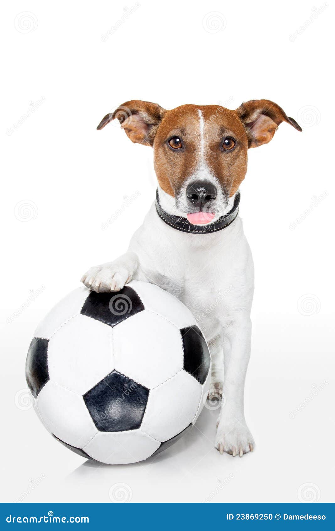 Soccer dog stock photo. Image of playful, practice, athletic - 23869250
