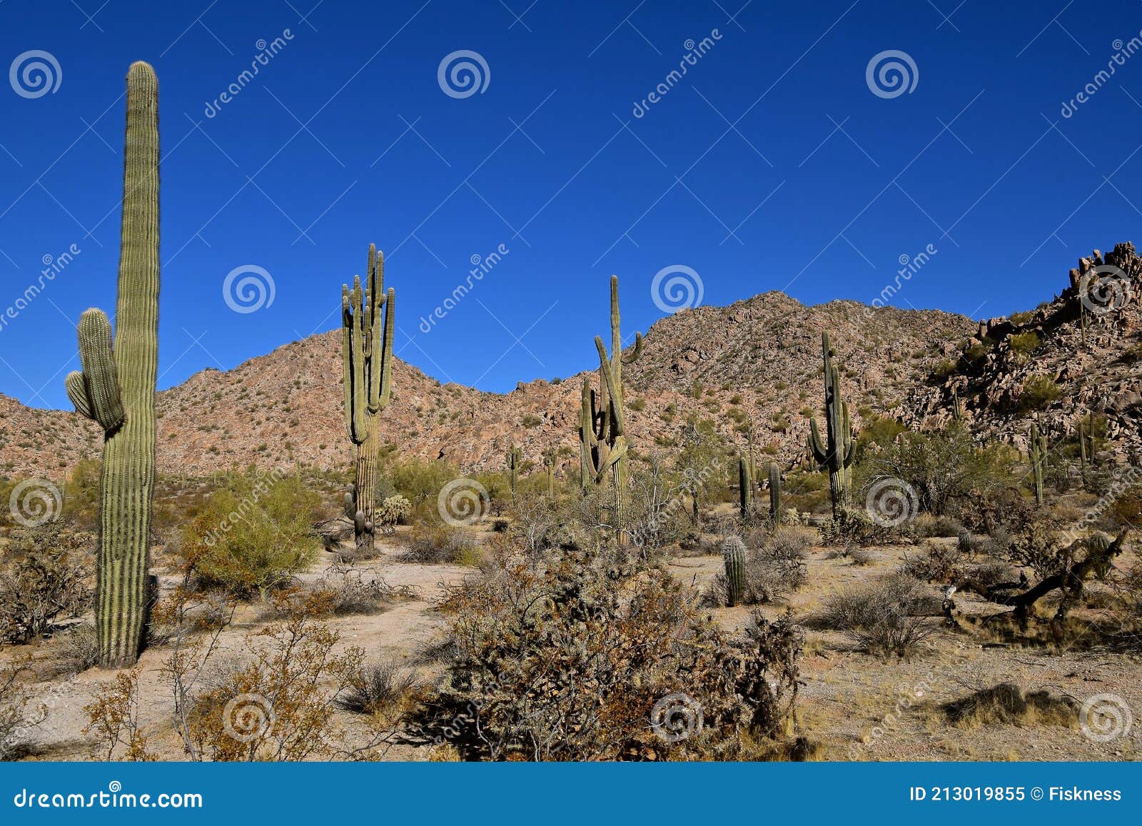 Custus Trees in a Mountainous Desert Environment Stock Image - Image of ...