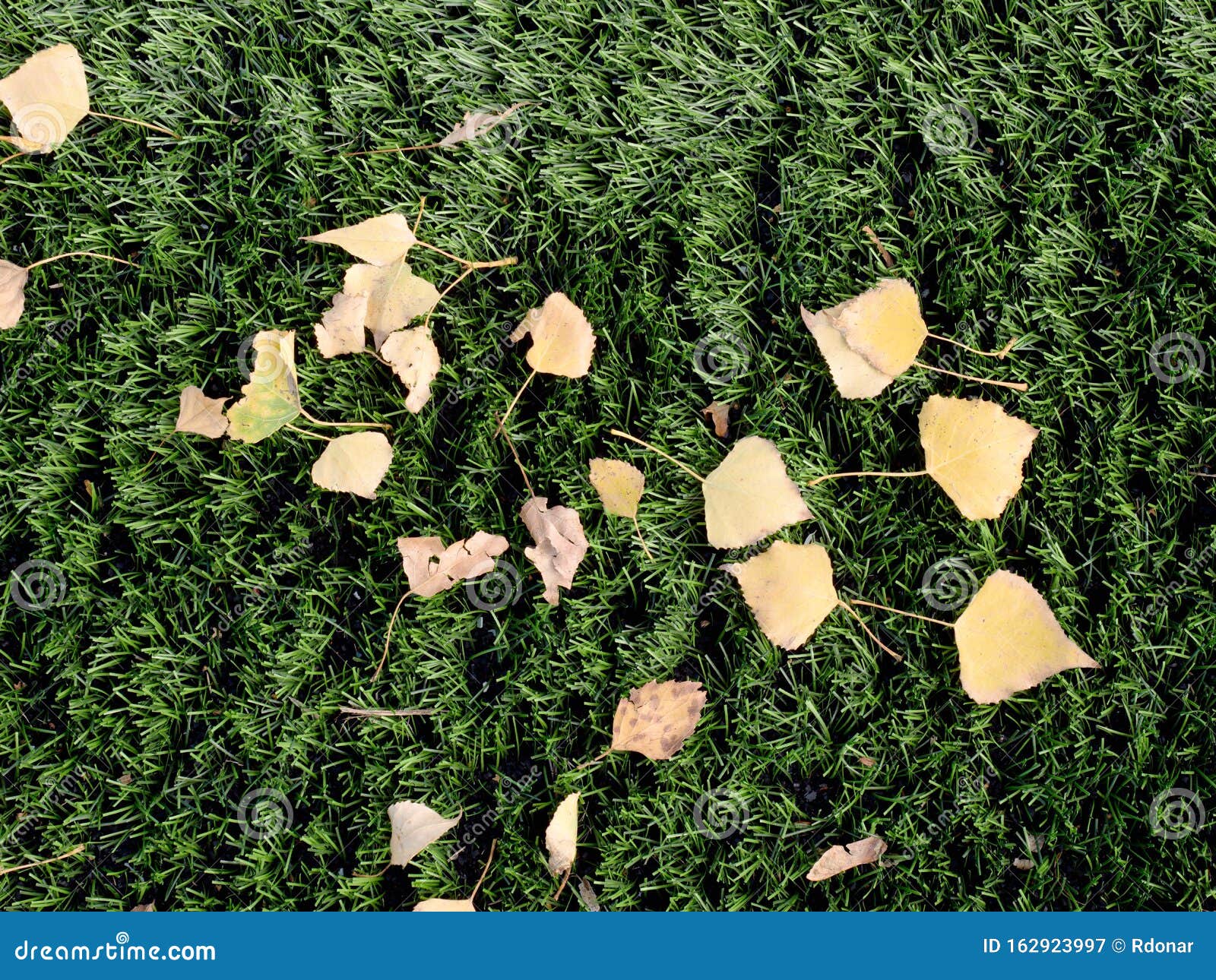 Horizontal Cricket Pitch Texture Close Up. Green Grass. Indoor Cricket ...