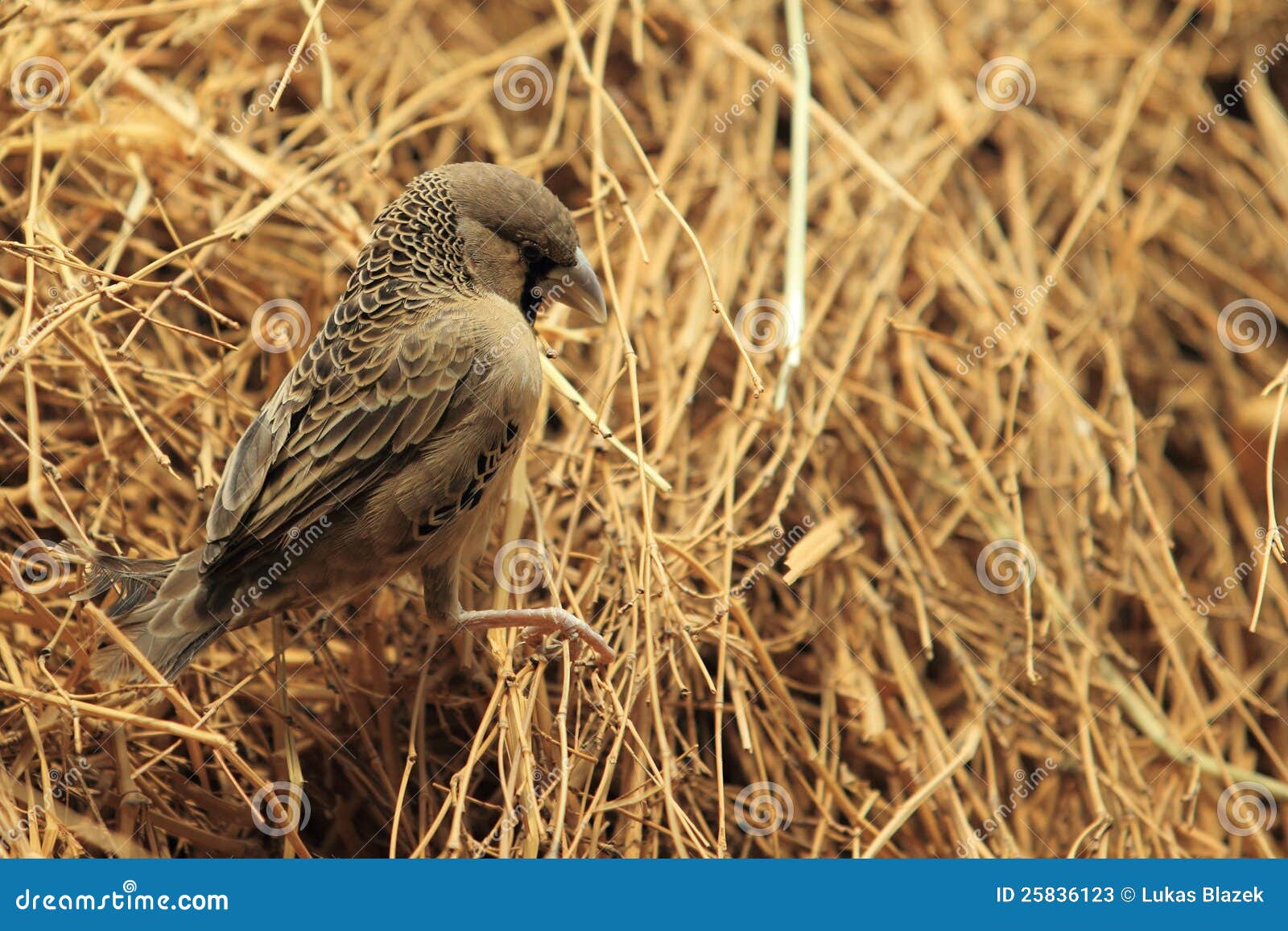 The Sociable Weaver Philetairus Socius, Also Known As The Common Social ...