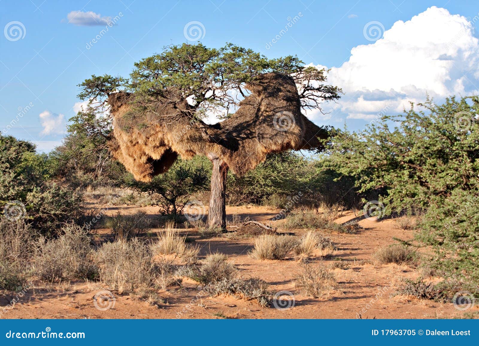 Sociable weaver nest stock image. Image of conservation - 17963705