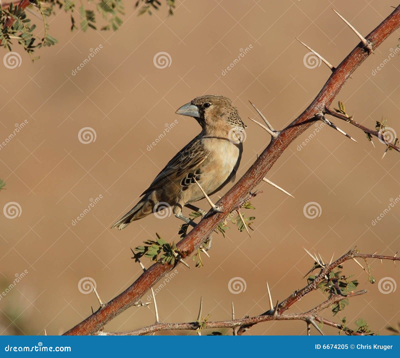 The Sociable Weaver Philetairus Socius, Also Known As The Common Social ...