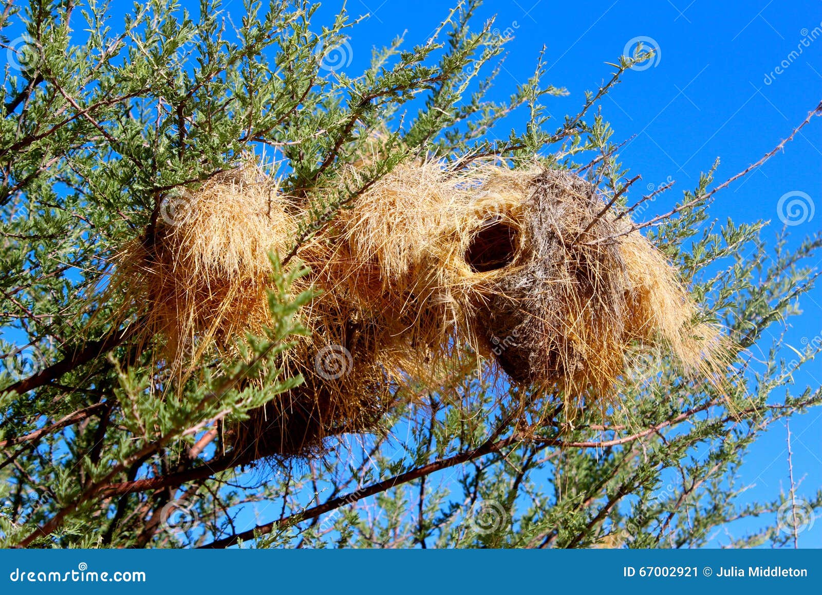 Sociable weaver small stock image. Image of philetairus - 67002921
