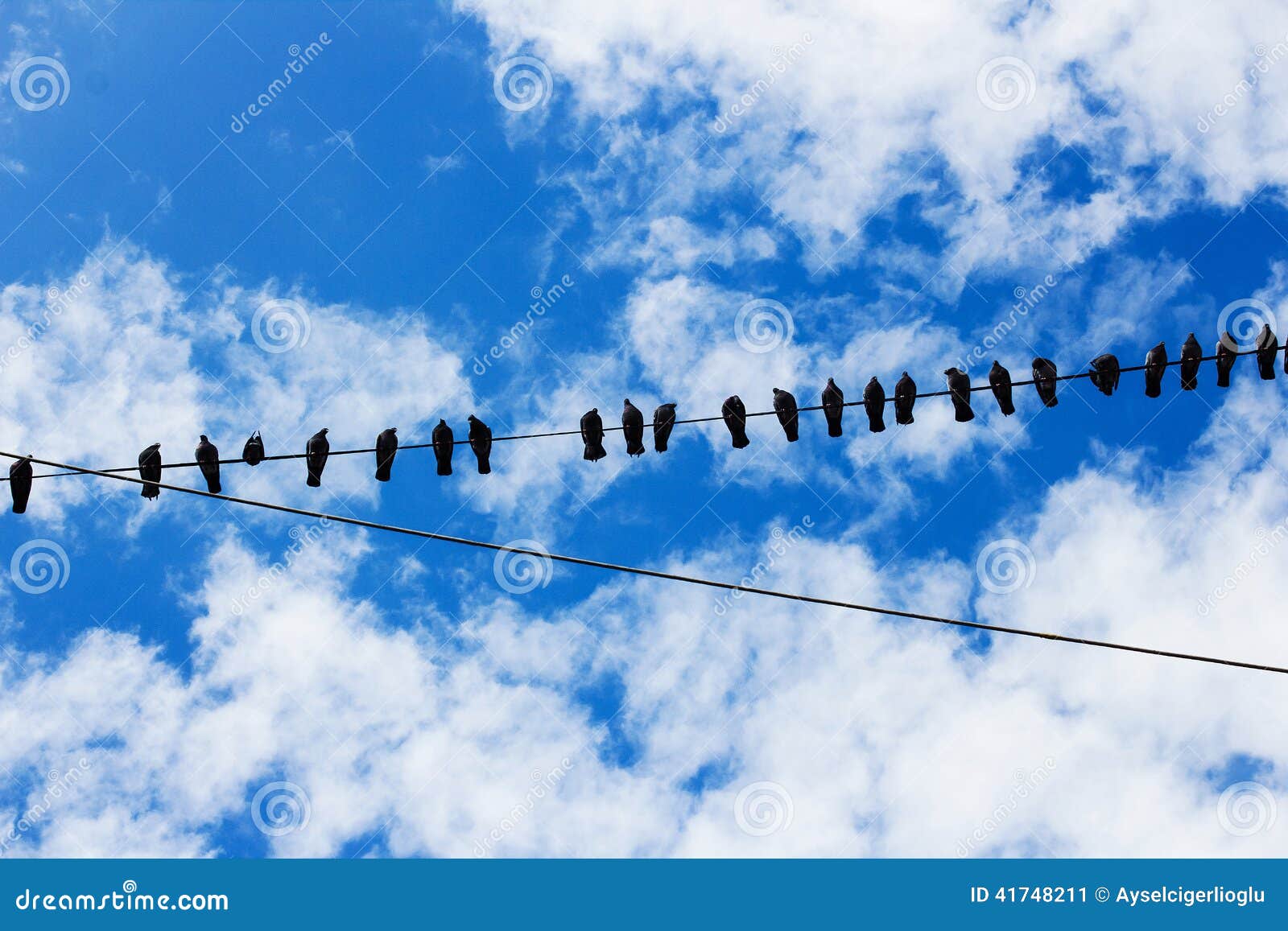 Social birds stock image. Image of years, flock, turkey - 41748211