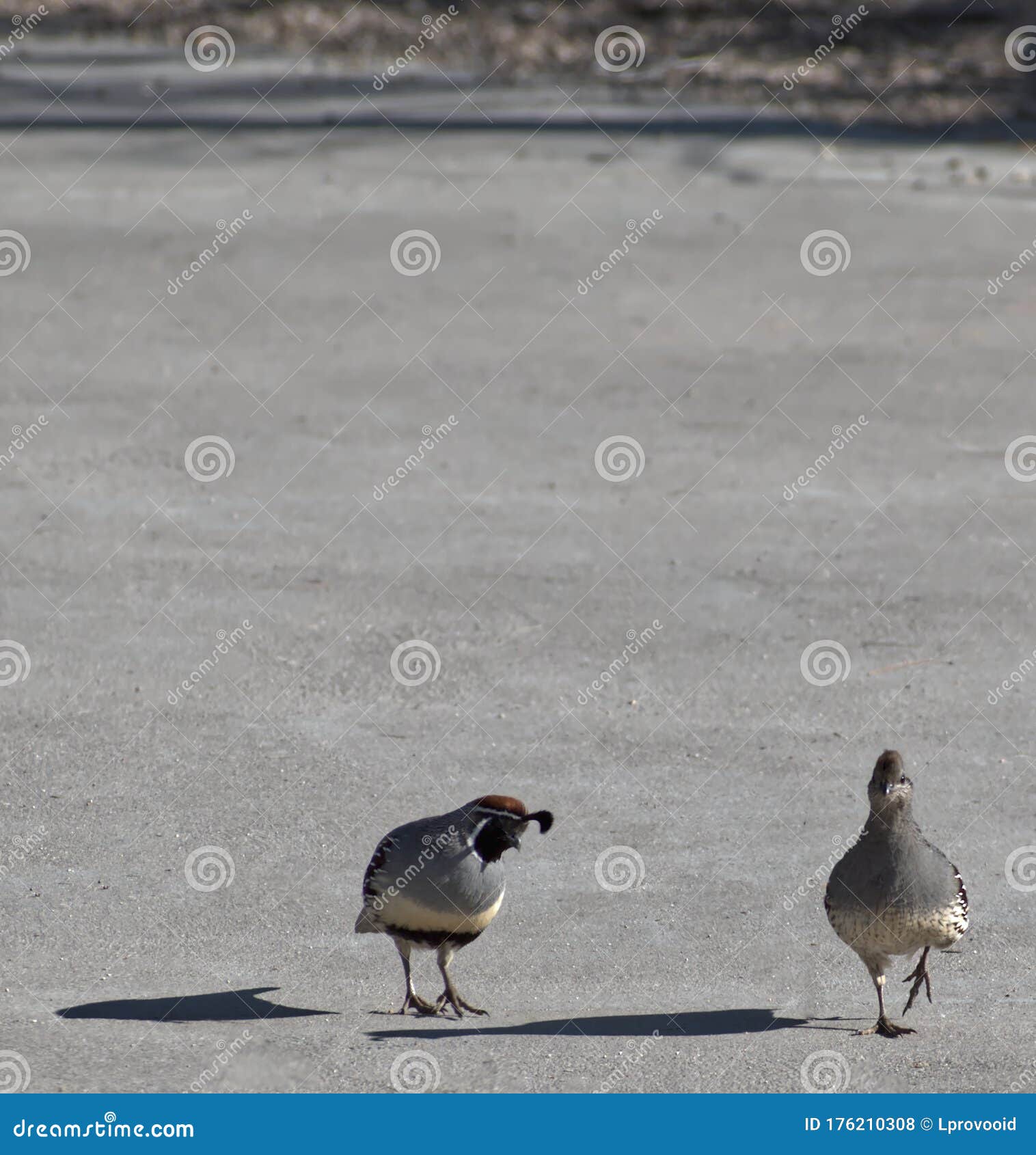 Social DIstancing in Bird Community Stock Photo - Image of outdoors ...