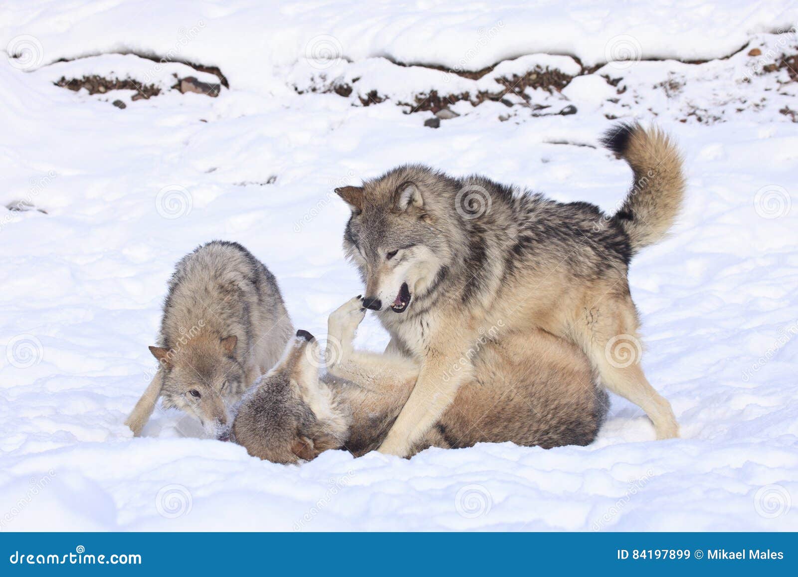 Social Play of Timber Wolves Stock Image - Image of claws, cautious ...