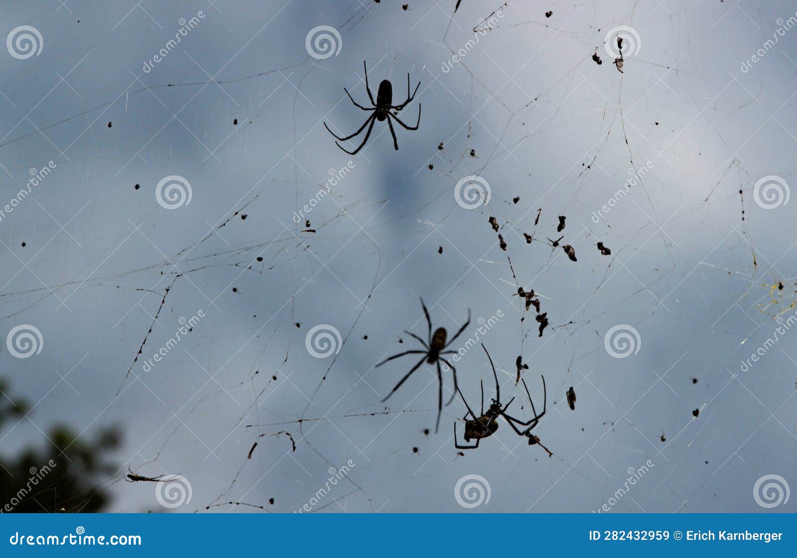 Social Spiders Gather in a Web Stock Image - Image of group, animals ...