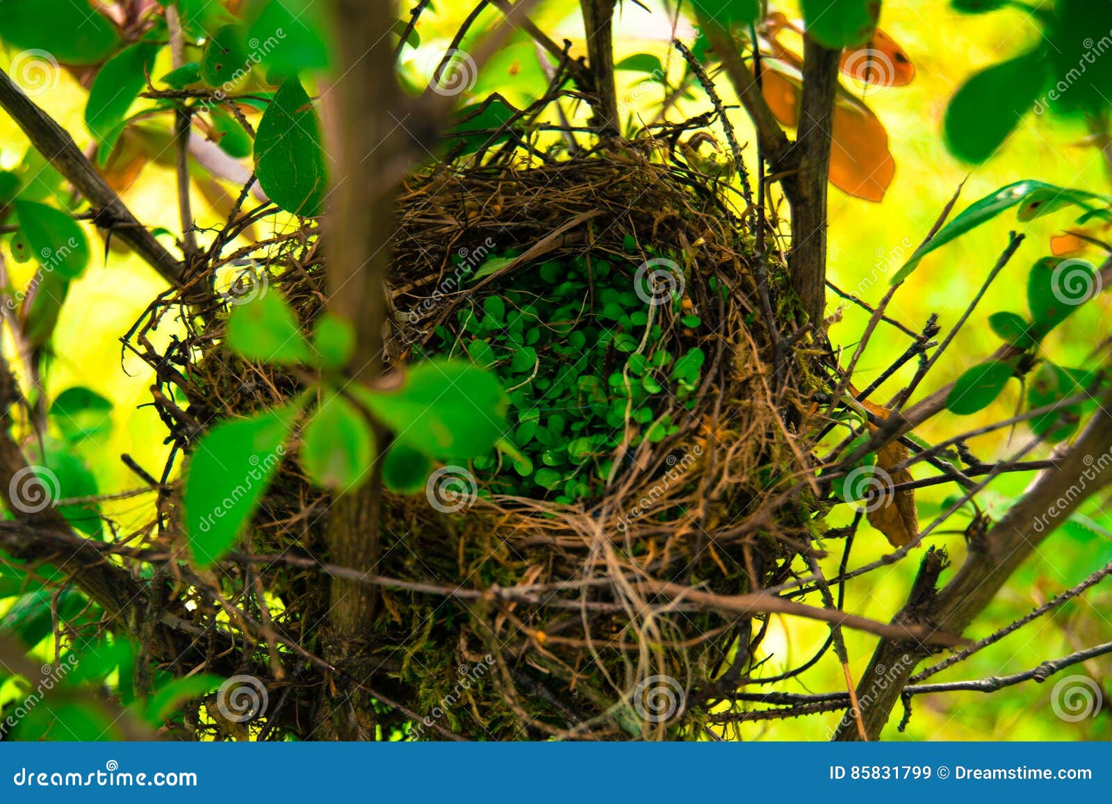 Socket stock image. Image of socket, growing, tree, nest - 85831799