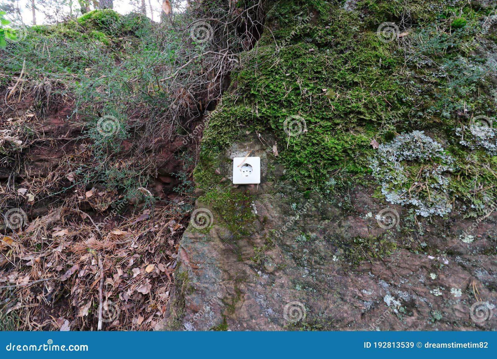 A Socket on a Rock in the Middle of the Forest Stock Image - Image of ...